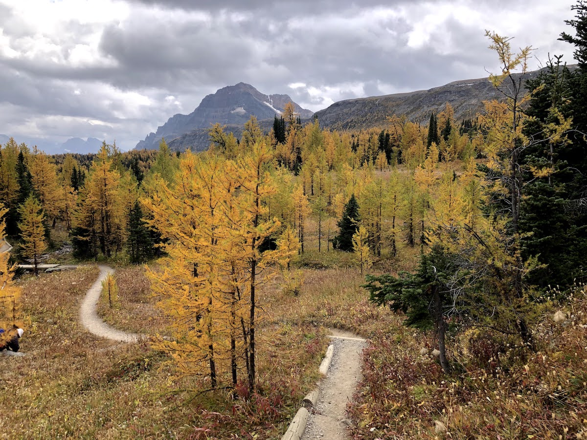 Healy & Simpson’s Pass Larch, Banff national Park | Fit Frog Adventures