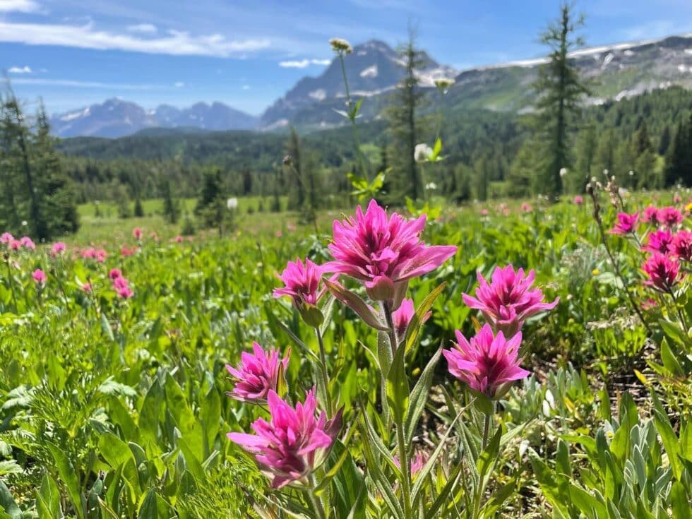Healy Pass & Simpson’s Pass Wildflowers, Banff national Park | Fit Frog ...
